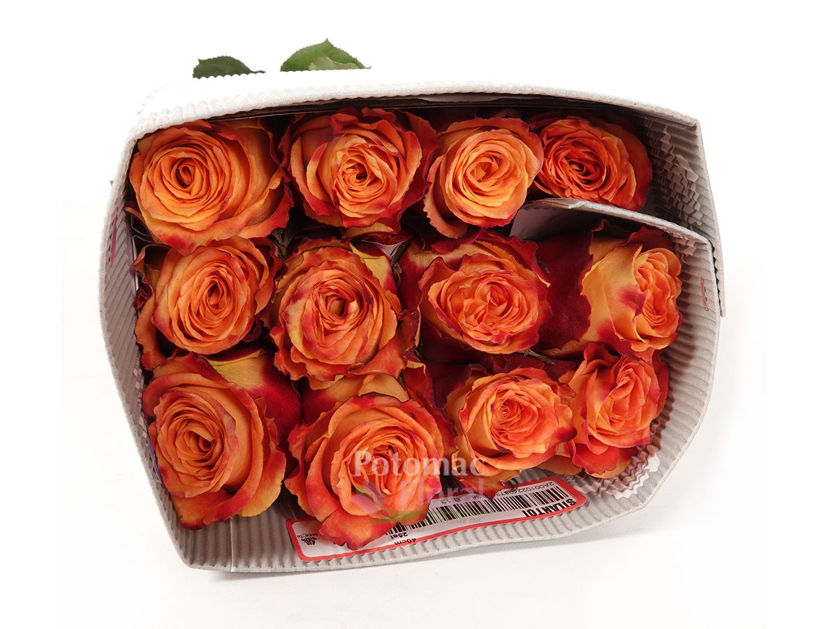 Silantoi Rose, 50 cm, Dark Yellow With Burgundy Edges - Potomac Floral Wholesale